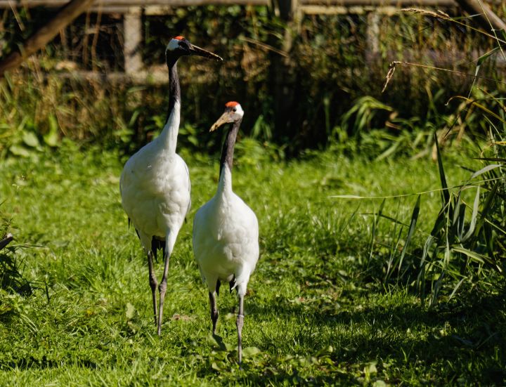 Red Crowned Cranes - JT54Photography - Photography, Animals, Birds ...
