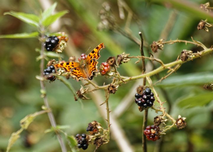 Butterfly in the Brambles - JT54Photography - Photography, Animals ...