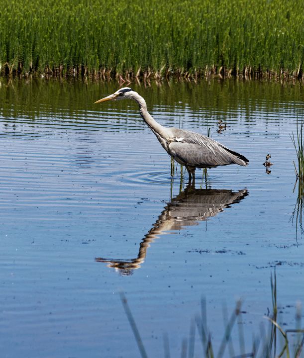 Reflection of a Grey Heron - JT54Photography - Photography, Animals ...