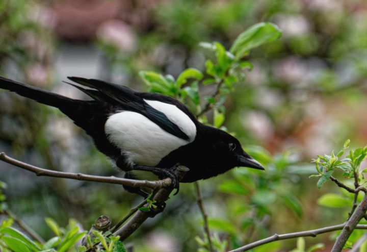 European Magpie - JT54Photography - Photography, Animals, Birds, & Fish ...