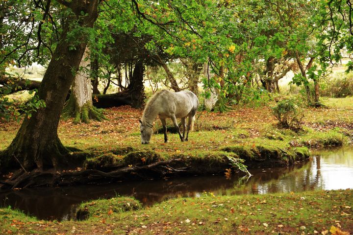 New Forest Pony By A Stream - JT54Photography - Photography, Animals ...
