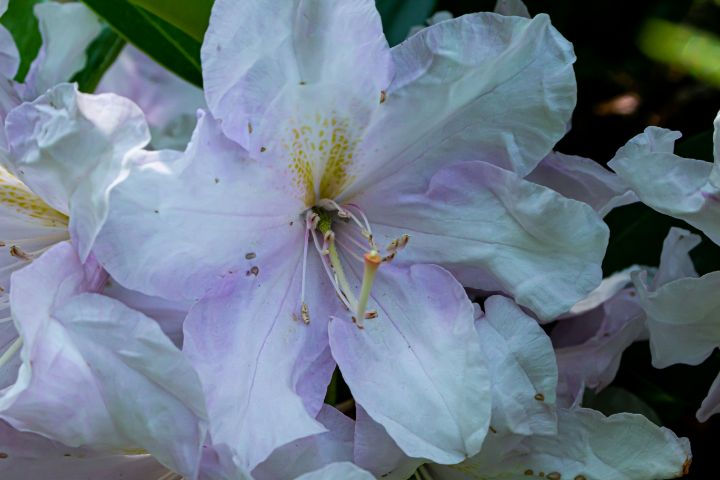 New York Botanical Garden - L'secret Design - Photography, Flowers ...