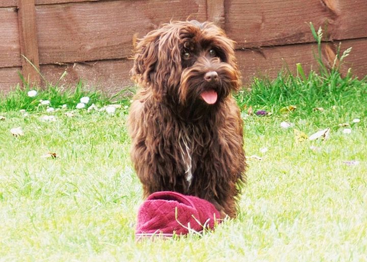 Cockapoo Outside - Dog Designs - Photography, Animals, Birds, & Fish ...