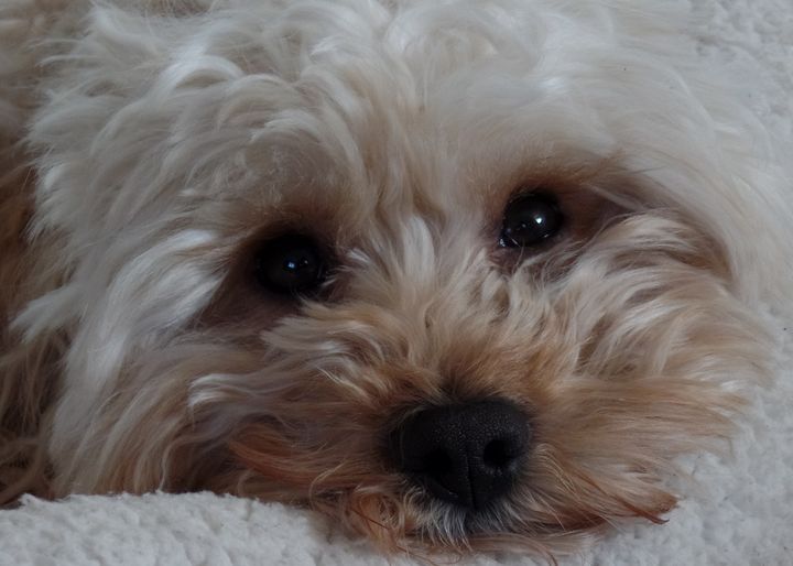 Cream Cockapoo - Dog Designs - Photography, Animals, Birds, & Fish ...