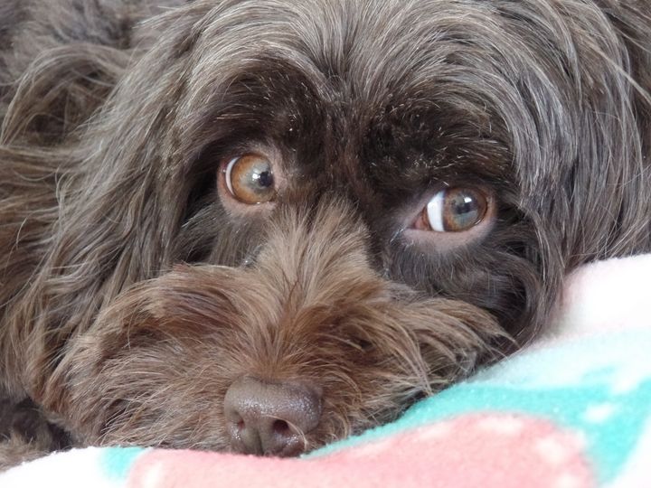 Dark Chocolate Cockapoo - Dog Designs - Photography, Animals, Birds ...