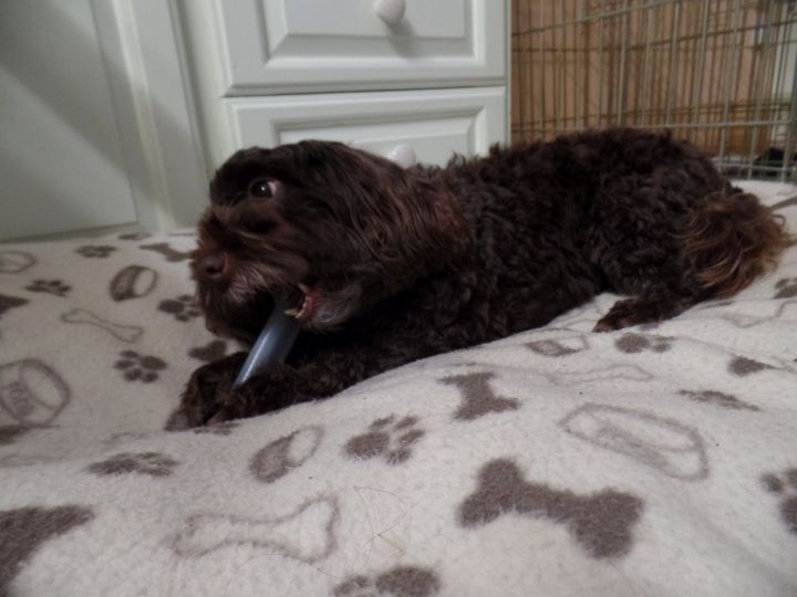 Cockapoo dog chewing a toy. - Dog Designs - Photography, Animals, Birds ...