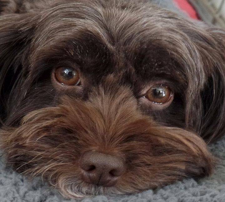 Head of a Cockapoo dog - Dog Designs - Photography, Animals, Birds ...