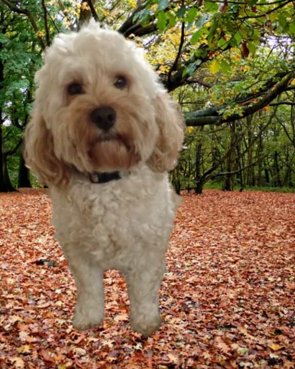 Cream Cockapoo standing on leaves - Dog Designs - Photography, Animals ...