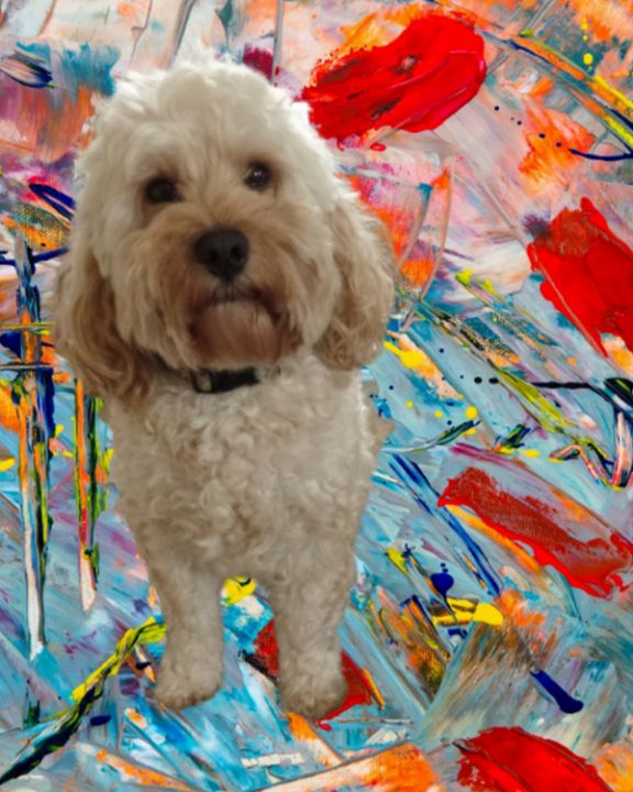 Cream Cockapoo on a background - Dog Designs - Photography, Animals ...