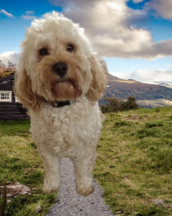 Cream Cockapoo in the countryside - Dog Designs - Photography, Animals ...