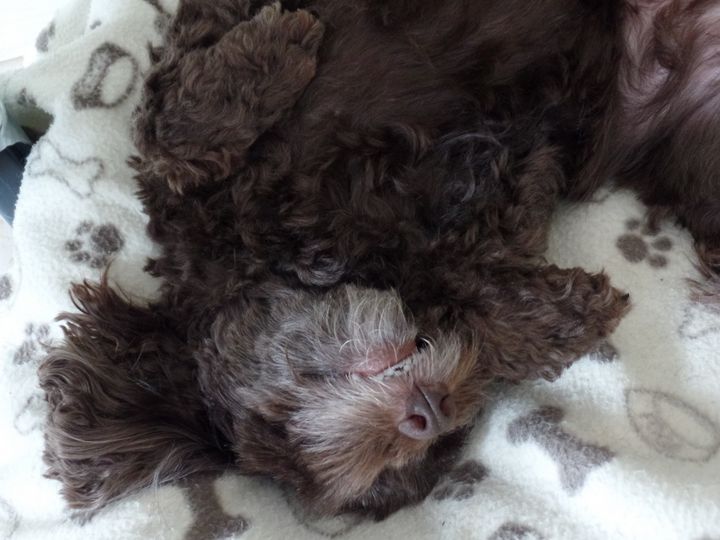 Cockapoo laying on her back - Dog Designs - Photography, Animals, Birds ...