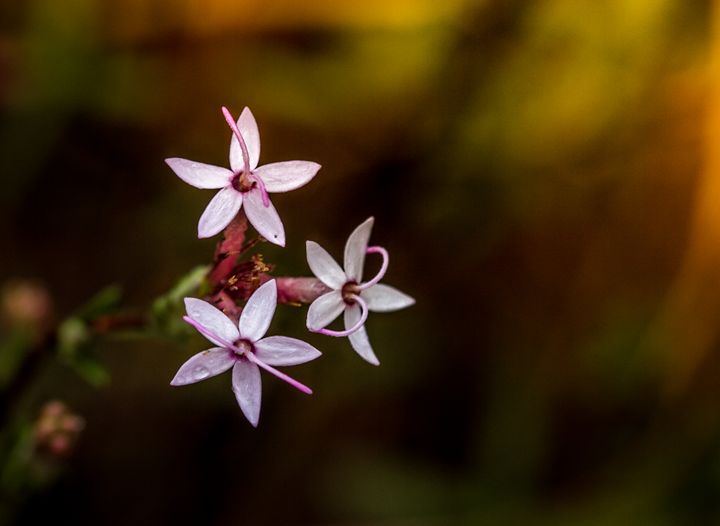 Simplistic Beauty - Expressions by Tricia: Fine Art Photography ...