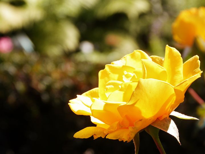 Sunlit Rose - Ginger Art - Photography, Flowers, Plants, & Trees ...