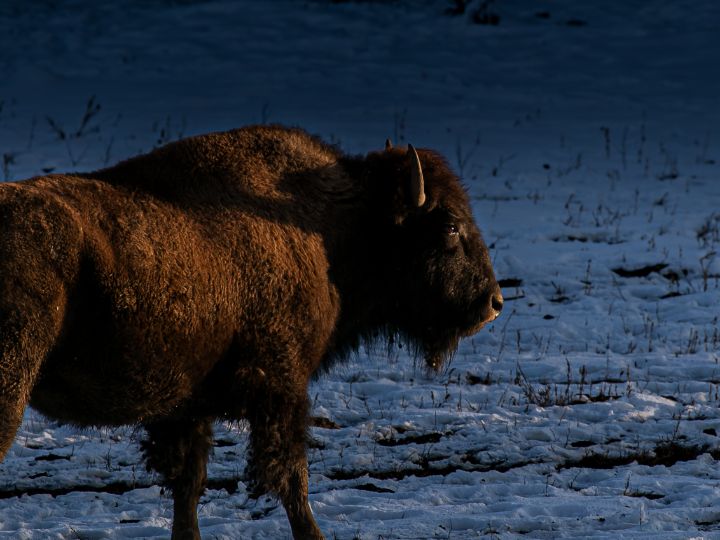 Sunset Bison - Sanders Art of Fools Photography - Photography, Animals ...