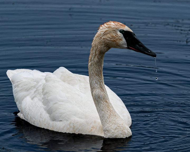 Swan - Sanders Art of Fools Photography - Photography, Animals, Birds ...