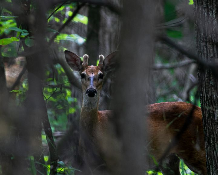 Young Buck - Sanders Art of Fools Photography - Photography, Animals ...