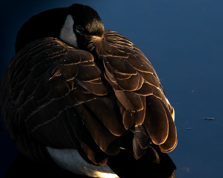 Morning Goose - Sanders Art of Fools Photography - Photography, Animals ...