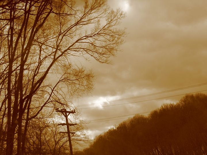 Electric Trees - Shifting Consciousness Photography and Arts ...