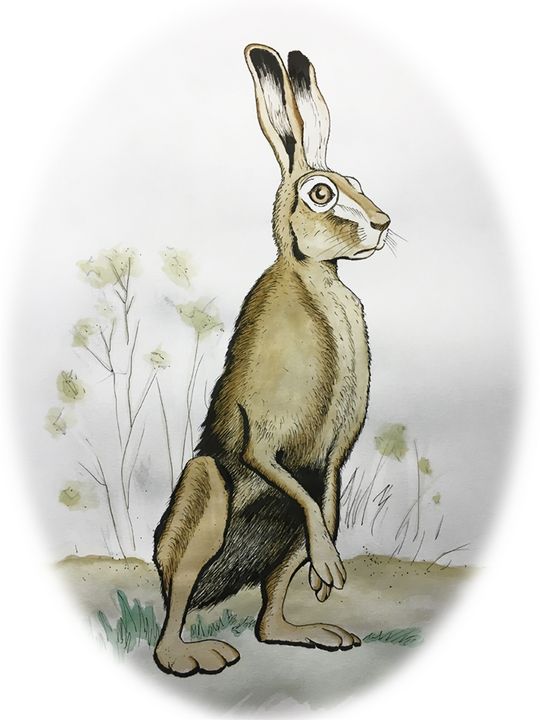 Jack Rabbit Slim - Jimb Fisher - Paintings & Prints, Animals, Birds ...