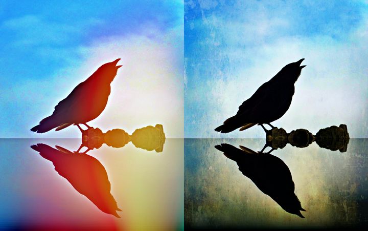 Reflection of Crow - aTypical bird! - Photography, Animals, Birds ...