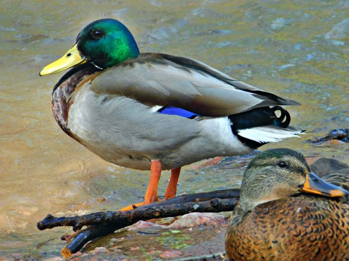 Creek ducks - aTypical bird! - Photography, Animals, Birds, & Fish ...