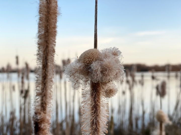 Cattail in nature - Wallpaperseu - Photography, Flowers, Plants ...