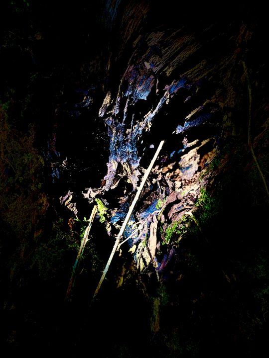 Sharp eyes - Wallpaperseu - Digital Art & AI, Flowers, Plants, & Trees ...