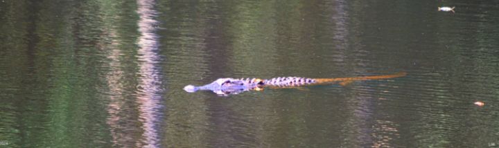 Alligator Panorama - Lisa Wooten Photography - Photography, Animals ...