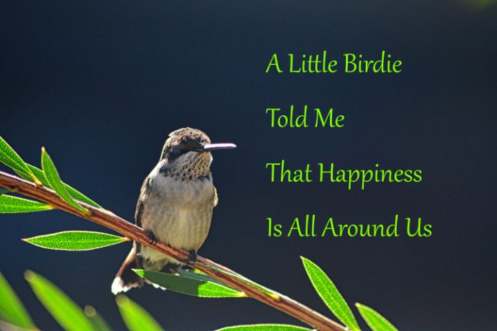 A Little Birdie Told Me Hummingbird - Lisa Wooten Photography ...