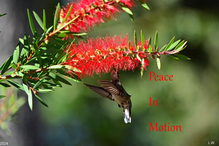 Peace In Motion Hummingbird - Lisa Wooten Photography - Photography ...