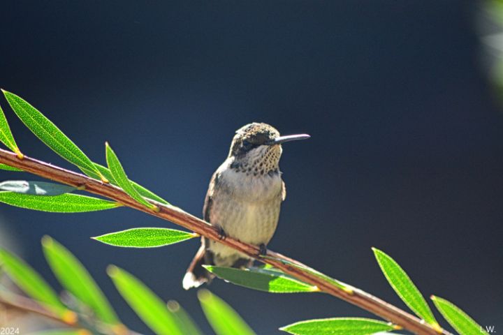 Beautiful Perched Hummingbird - Lisa Wooten Photography - Photography ...