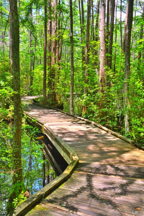 Woods Bay State Park SC Walkway Ver - Lisa Wooten Photography ...
