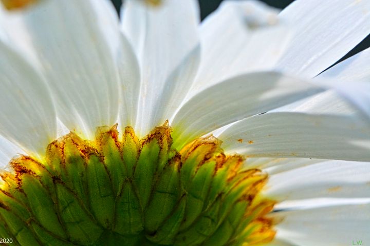 Shasta Daisy Shines - Lisa Wooten Photography - Photography, Flowers ...