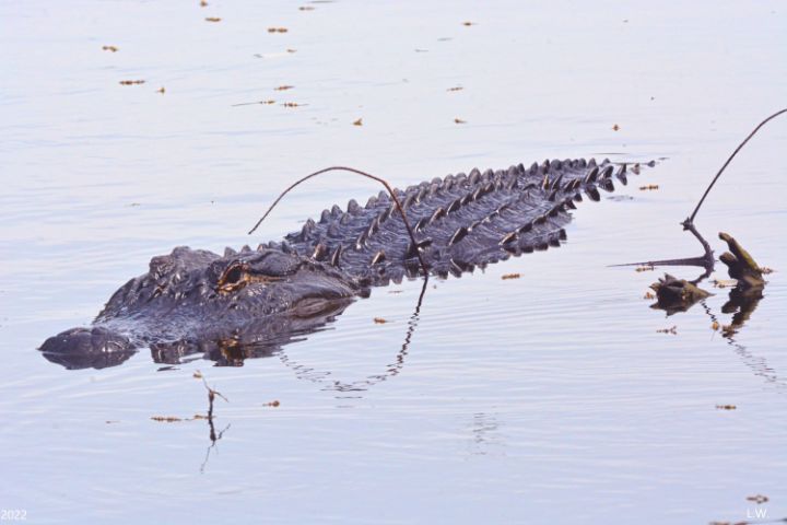 Wanna Come Swimming With Me? - Lisa Wooten Photography - Photography ...