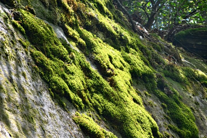 Shadow Moss - Lisa Wooten Photography - Photography, Abstract, Organic ...