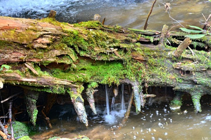 Mossy Water Log - Lisa Wooten Photography - Photography, Abstract ...