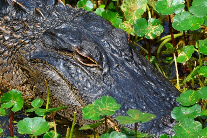 Up Close Alligator - Lisa Wooten Photography - Photography, Animals ...
