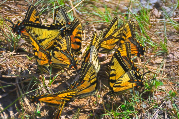 Swallowtail Butterfly Gathering - Lisa Wooten Photography - Photography ...