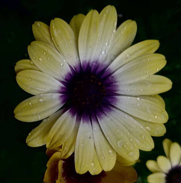 Dark daisy - Nature - Photography, Flowers, Plants, & Trees, Flowers ...