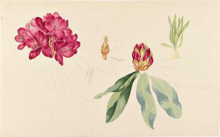 DRUMMOND, MARY BOTHWELL HOME~Rhodode - Old master - Paintings & Prints ...