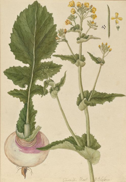 Elizabeth Blackwell~Brassica rapa - Old master - Paintings & Prints ...