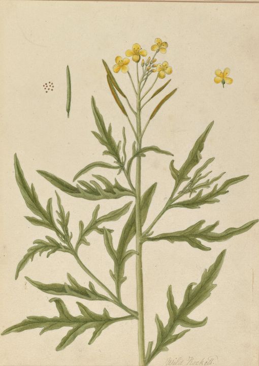 Elizabeth Blackwell~Diplotaxis tenui - Old master - Paintings & Prints ...