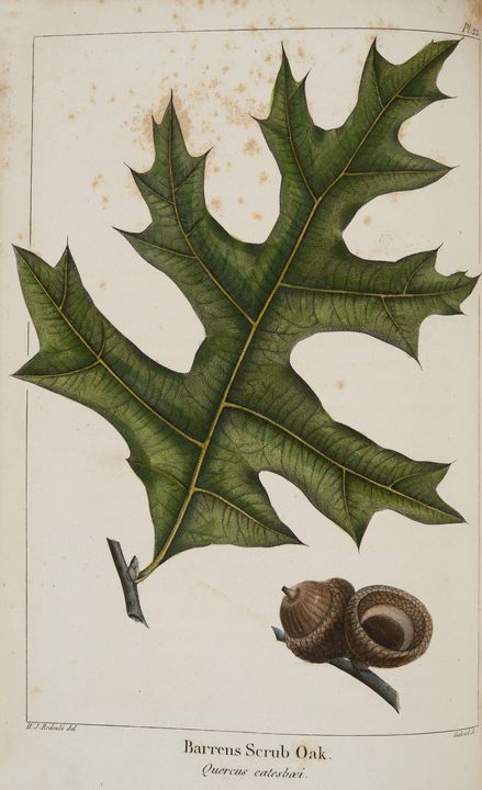 Francois André Michaux~The North Ame - Old master - Paintings & Prints ...