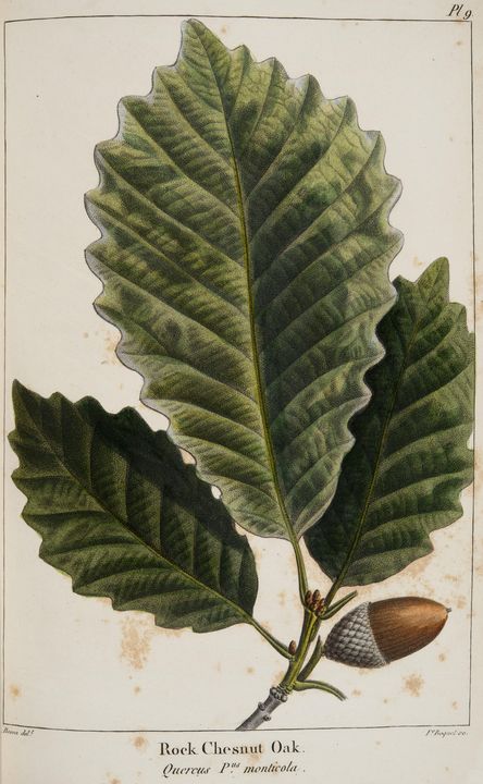 Francois André Michaux~The North Ame - Old master - Paintings & Prints ...