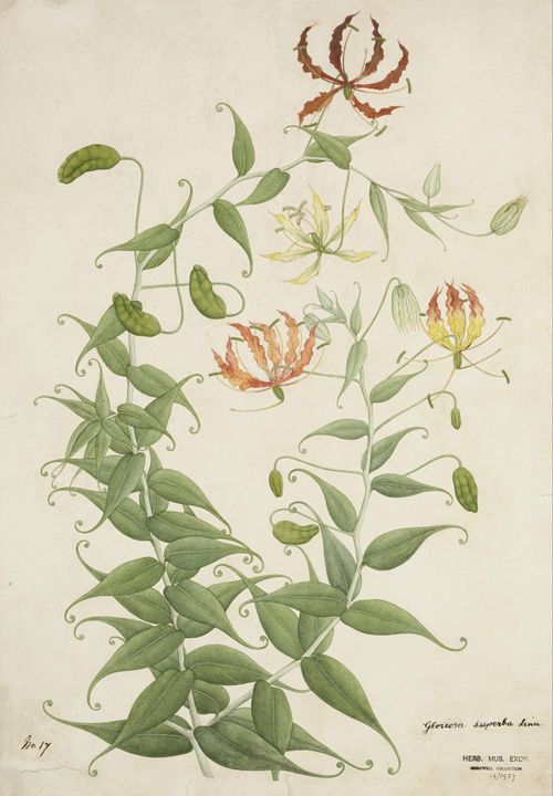 Company School~Flame lilly or glory - Old master - Paintings & Prints ...