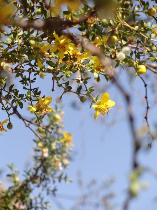 Bee Paradise - Snapshots of a Life - Photography, Flowers, Plants ...