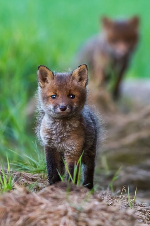 Red fox - Nature photos - Photography, Animals, Birds, & Fish, Fox - ArtPal