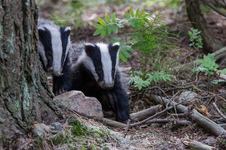 Eurasian badger - Nature photos - Photography, Animals, Birds, & Fish ...