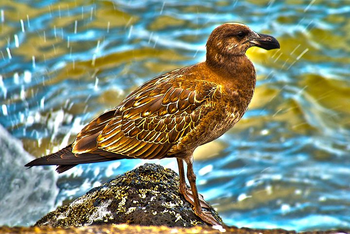 PETRAL - Terence C Kneale Fine Art - Photography, Animals, Birds ...