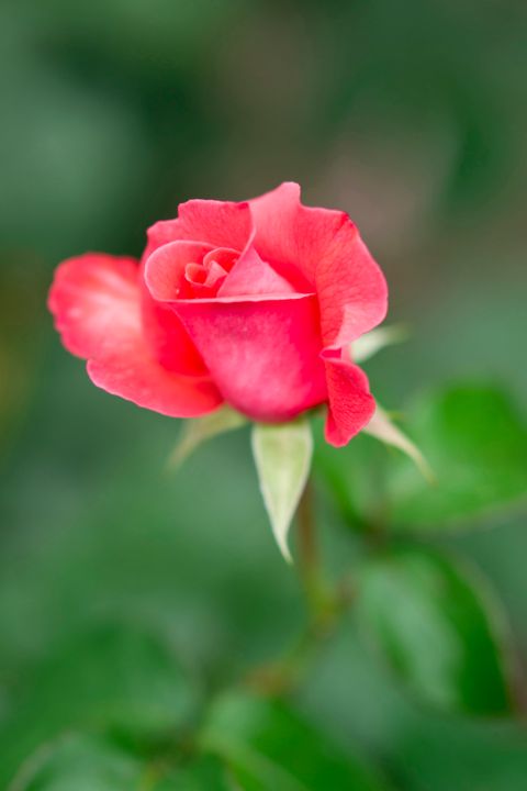 ROSE - Terence C Kneale Fine Art - Photography, Flowers, Plants ...